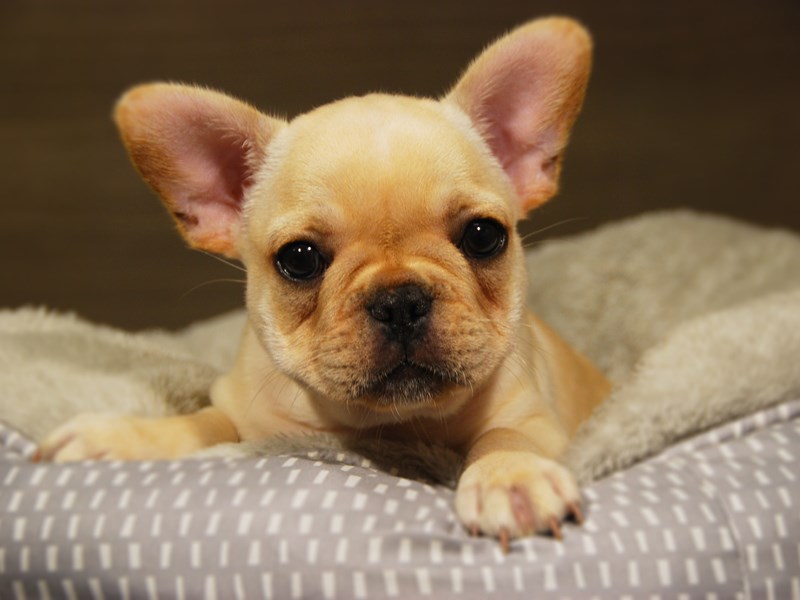 French Bulldog Puppy cr ID:18169 Located at Petland Iowa City, Iowa
