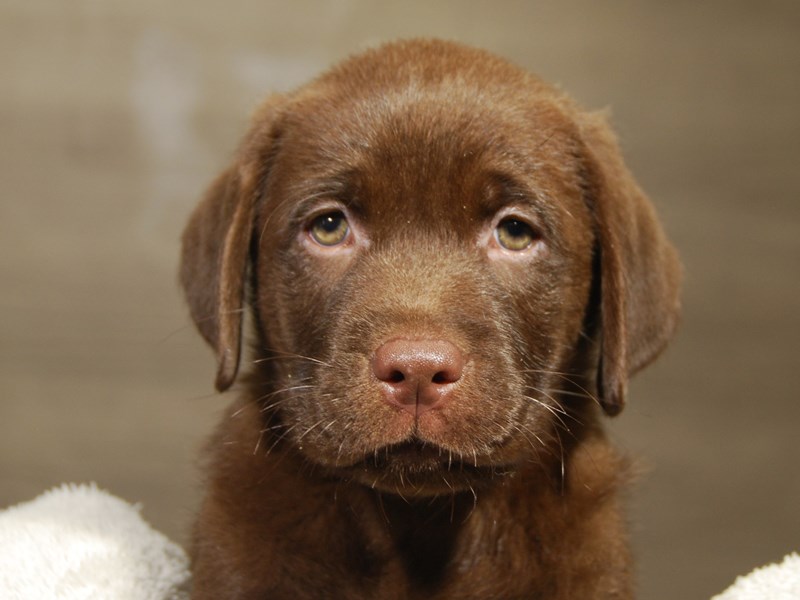 Labrador Retriever Small Animal Chocolate ID:18179 Located at Petland ...