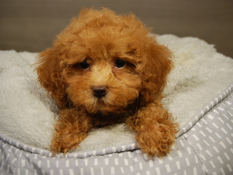 Poodle-DOG-Female-Red-3745905-Petland Iowa City, Iowa