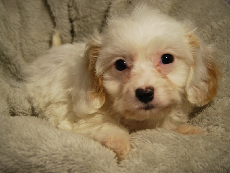 Cavachon Puppy ID:18219 Located at Petland Iowa City, Iowa