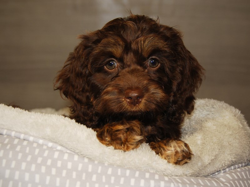 Cock A Poo Puppy Chlt & Tn ID:18211 Located at Petland Iowa City, Iowa