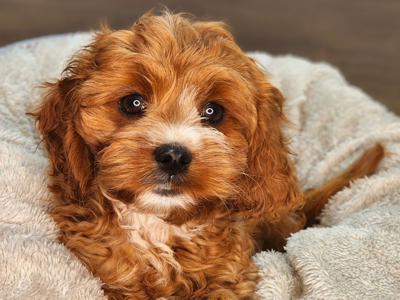 Cavapoo Puppy Ruby ID:18264 Located at Petland Iowa City, Iowa
