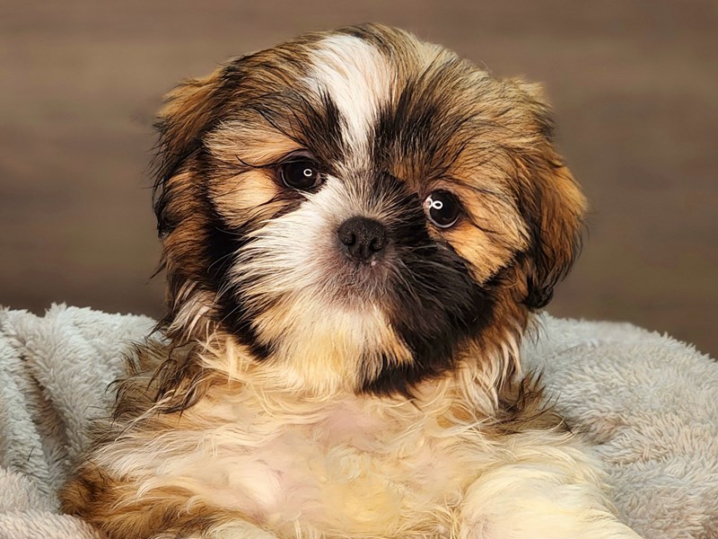 Shih Tzu Puppy Brown / White ID:18272 Located at Petland Iowa City, Iowa