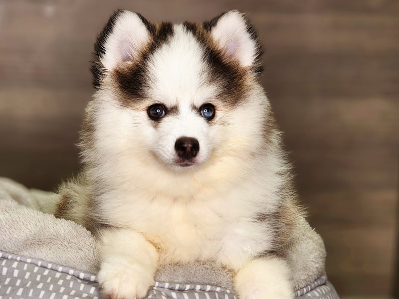 Pomsky-DOG-Male-Gray / White-2685225-Petland Iowa City, Iowa