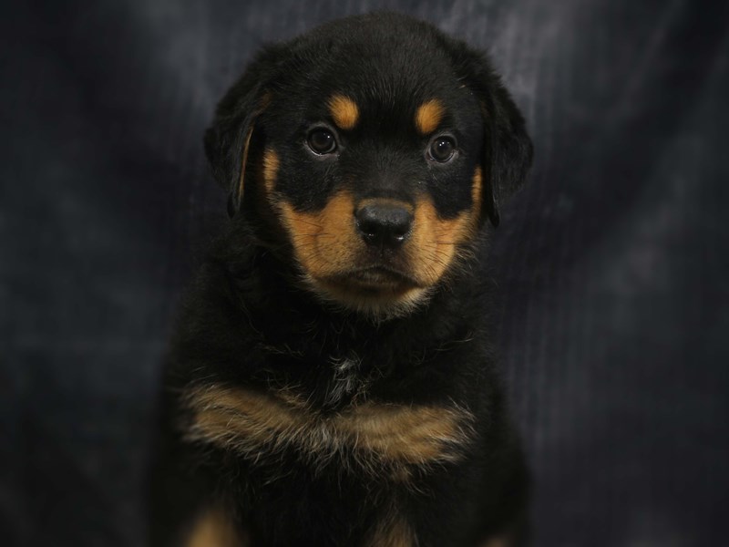 Rottweiler Puppy black/rust ID:13998 Located at Petland Iowa City, Iowa