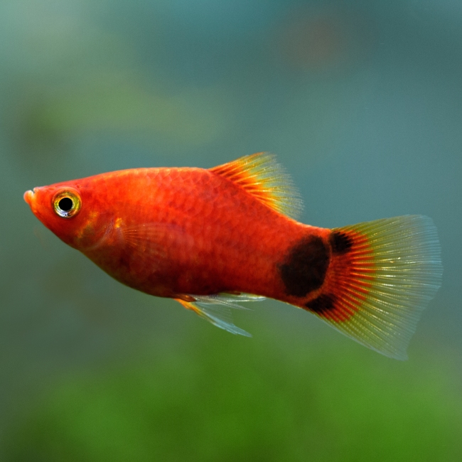 Fish Available for Sale – Petland Iowa City, Iowa