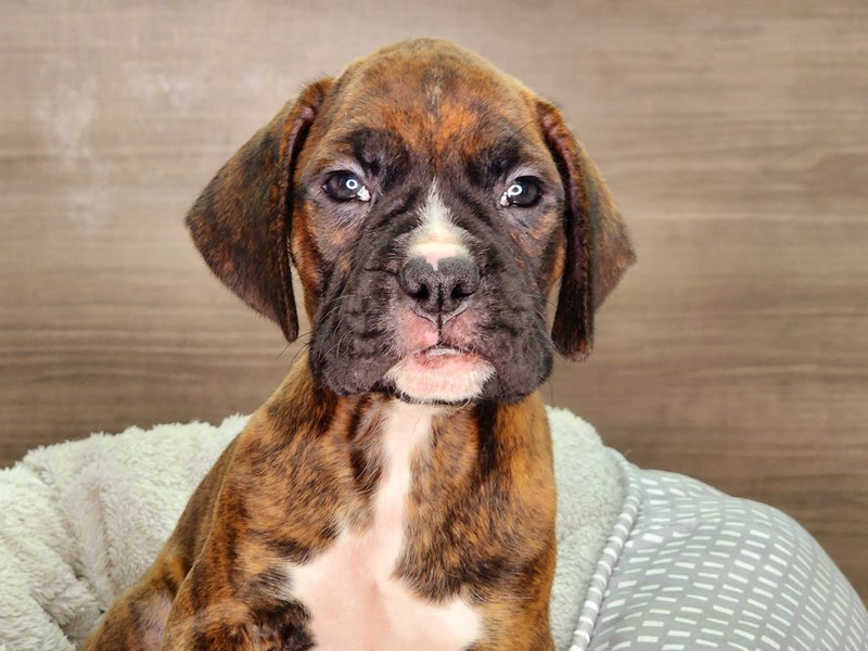 Boxer Small Animal Brdl ID:18305 Located at Petland Iowa City, Iowa