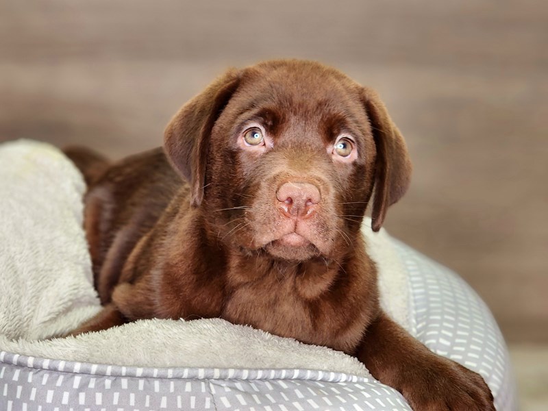 Labrador Retriever Small Animal Chocolate ID:18359 Located at Petland ...
