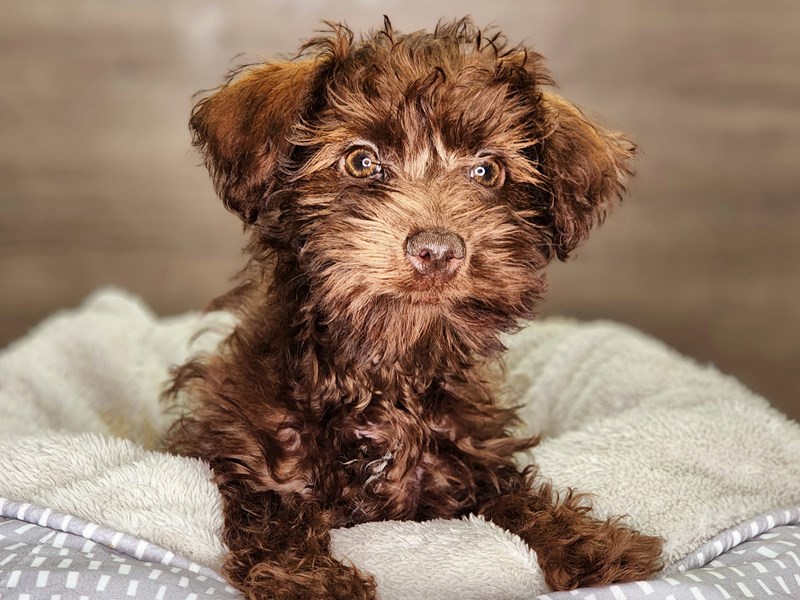 Schnoodle Small Animal Chlt ID:18331 Located at Petland Iowa City, Iowa
