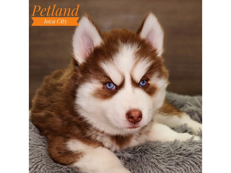 Red Siberian Husky