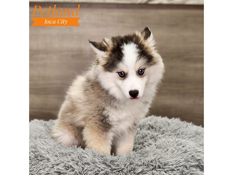 Pomsky-DOG-Male-Gray / White-2685225-Petland Iowa City, Iowa