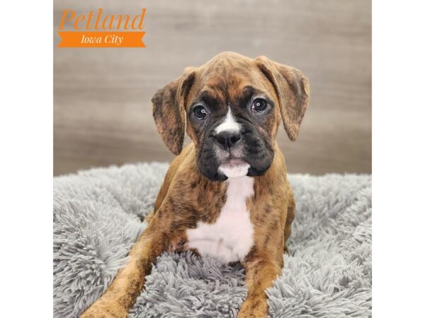 Boxer Puppies - Petland Iowa City, Iowa