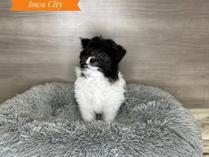 Pomapoo Full Grown Black