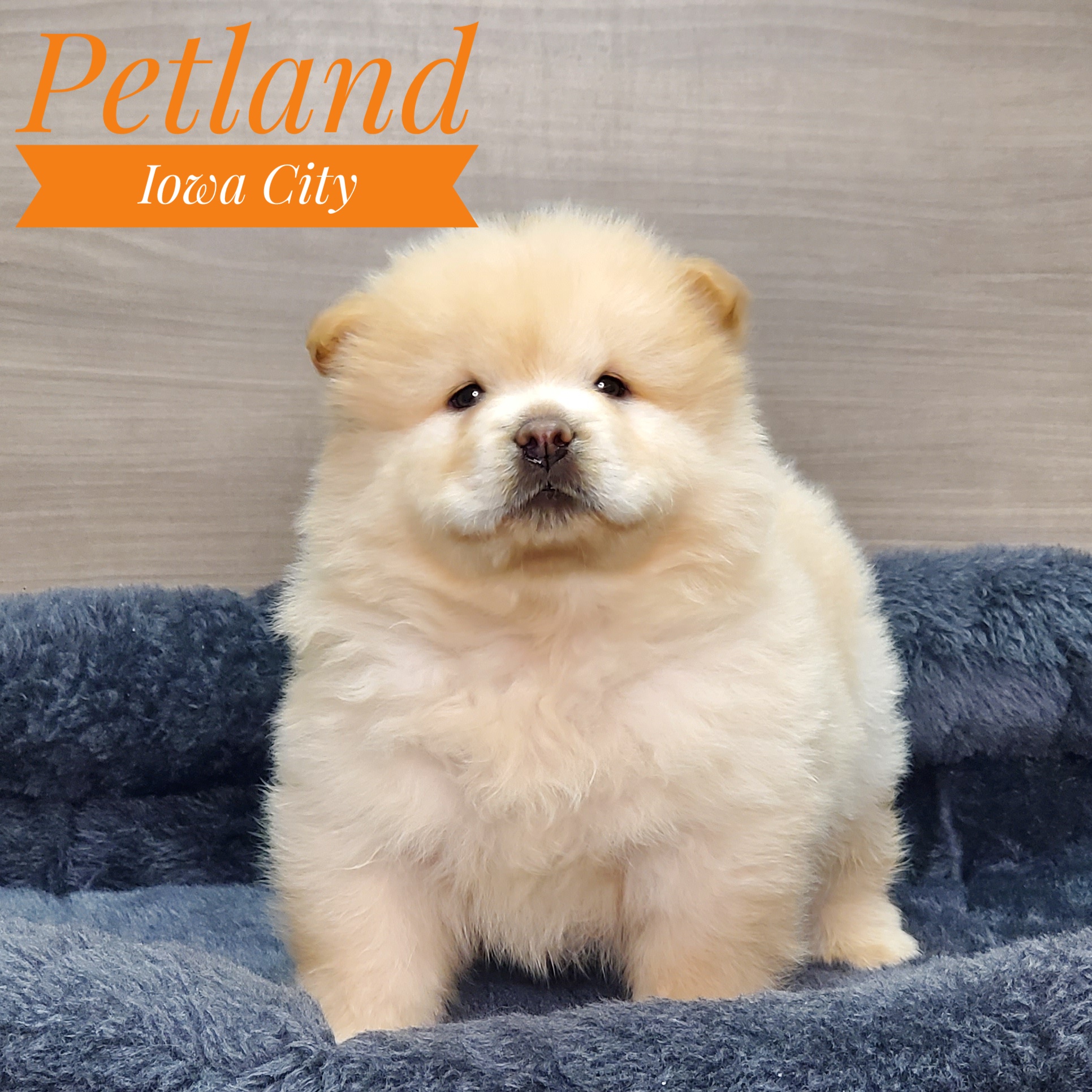 Dogs & Puppies For Sale - Page 2 of 6 - Petland Iowa City, Iowa