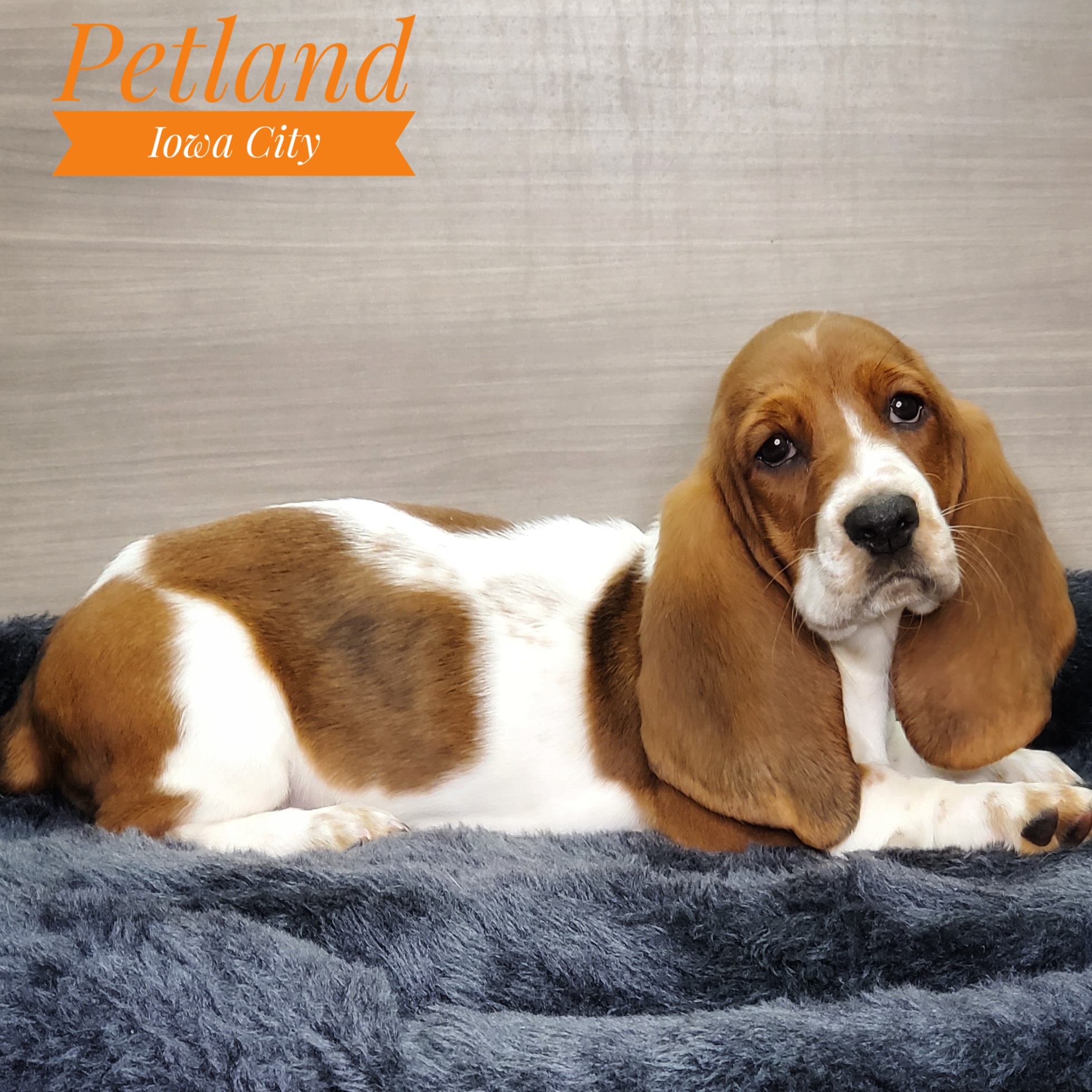 Dogs & Puppies For Sale - Petland Iowa City, Iowa