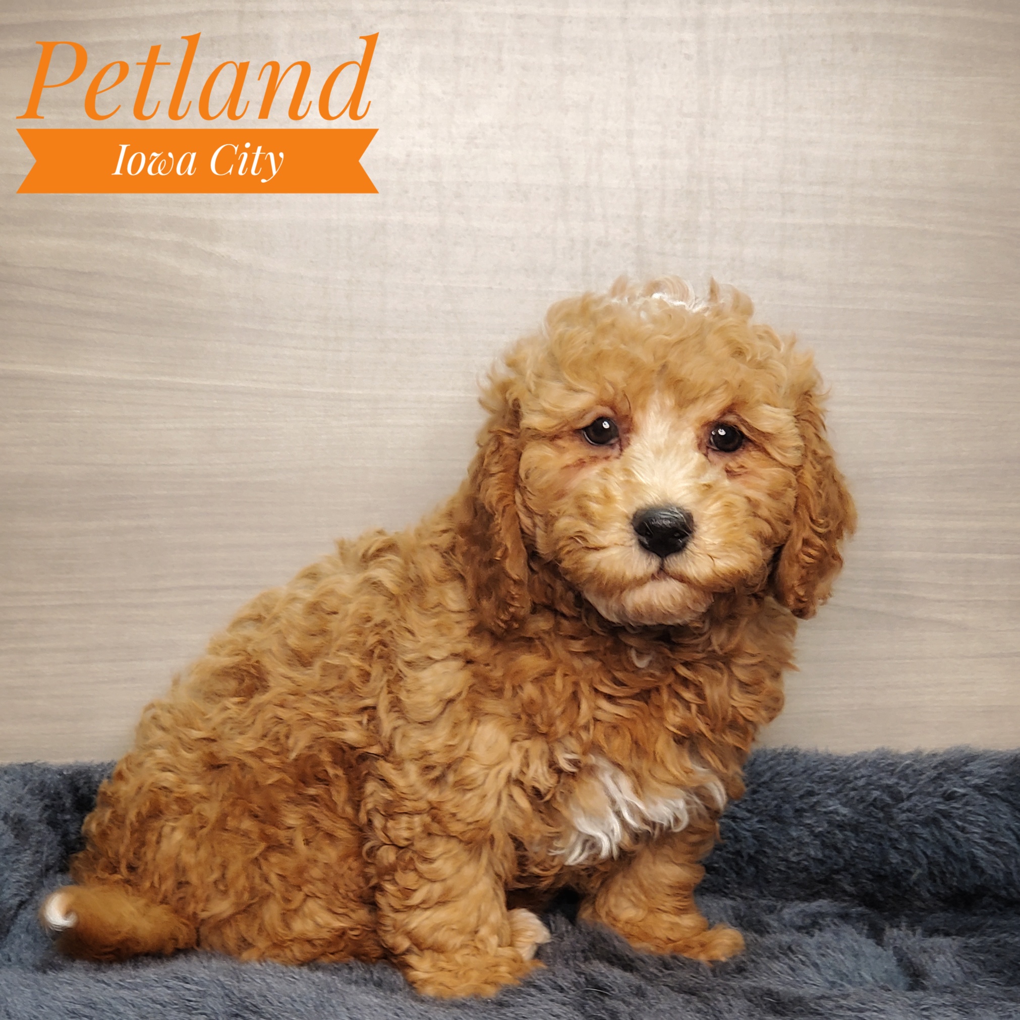 Dogs & Puppies For Sale - Page 2 of 4 - Petland Iowa City, Iowa