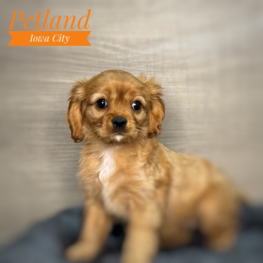 Dogs & Puppies For Sale - Petland Iowa City, Iowa