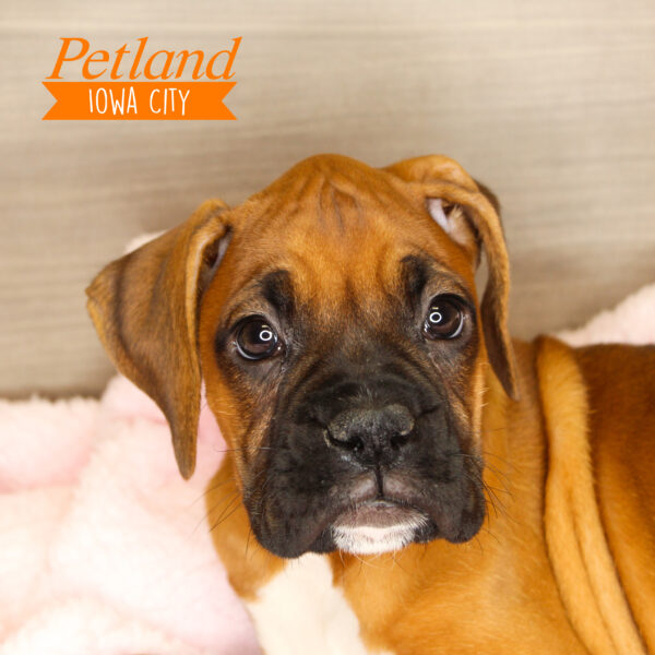 Boxer Puppies For Sale - Petland Iowa City, Iowa