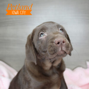 Labrador Retriever Puppies - Breed Info - Petland Iowa City, Iowa