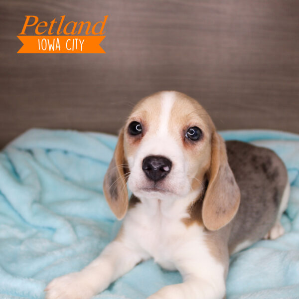 Available Pets - Petland Iowa City, Iowa