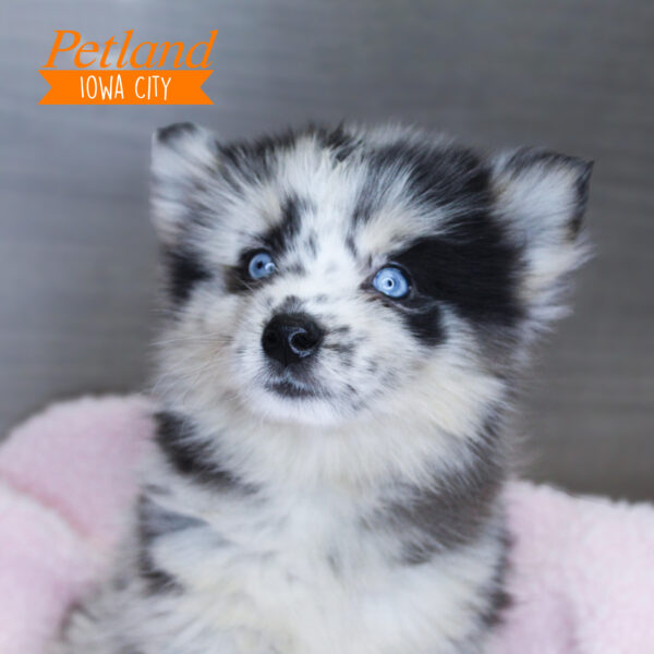 Pomsky Puppy Blue Merle ID:16168 Located at Petland Iowa City, Iowa