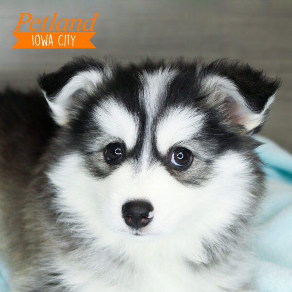 Pomsky Puppy Black White / Tan ID:16647 Located at Petland Iowa City, Iowa