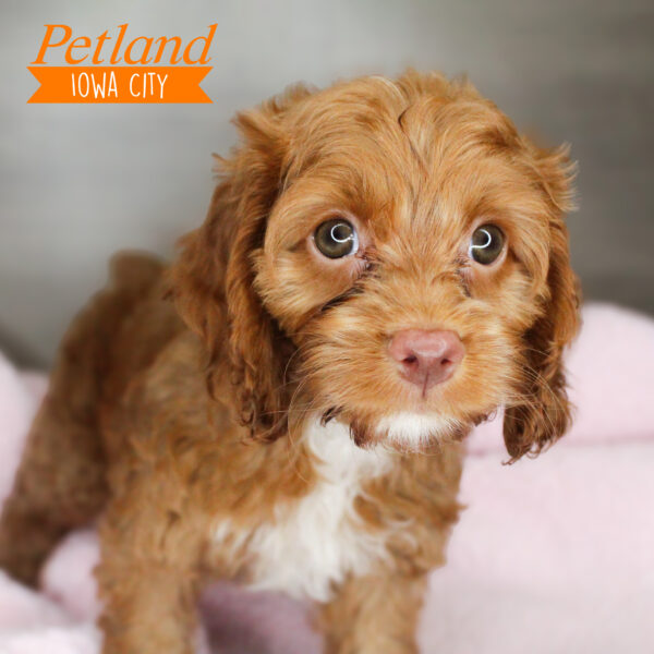 Petland Iowa City, Iowa - Buy Puppies, Pet Supplies & Food