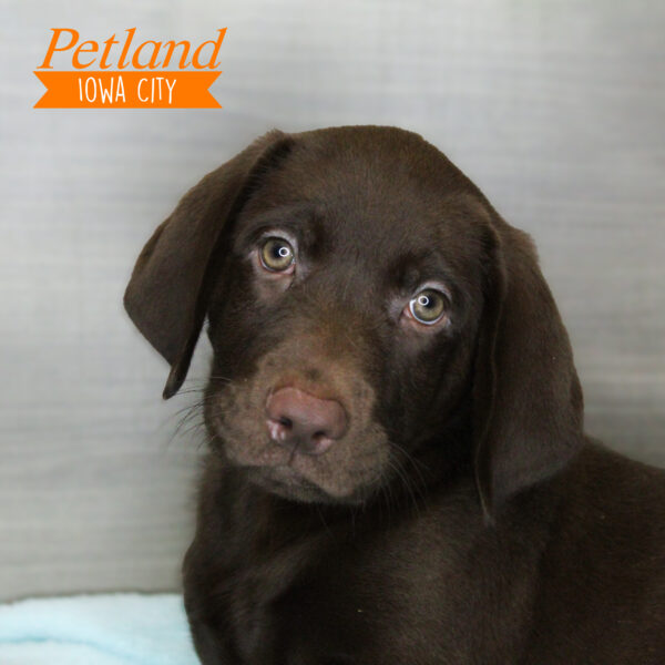 Petland Iowa City, Iowa - Buy Puppies, Pet Supplies & Food