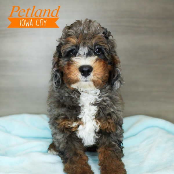Available Pets - Petland Iowa City, Iowa