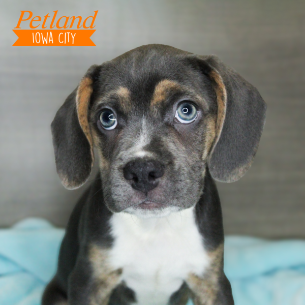 Available Pets - Petland Iowa City, Iowa