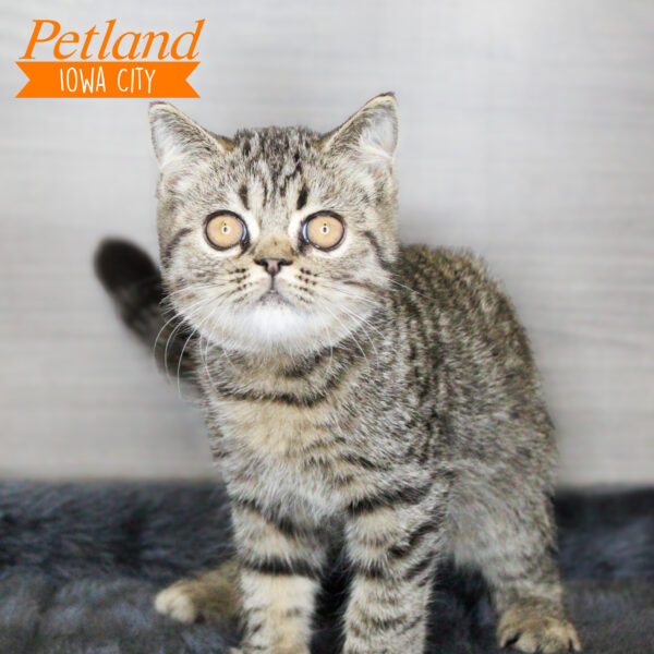 Exotic Short Hair Small Animal Tabby ID:18435 Located at Petland Iowa ...