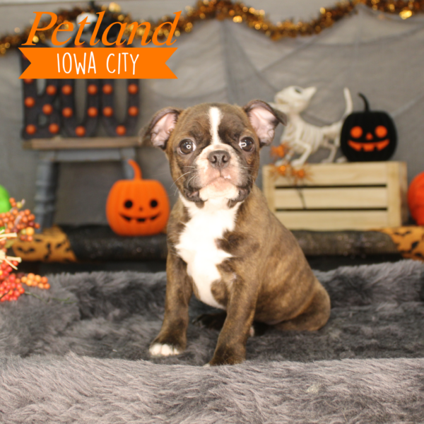 Dogs & Puppies For Sale - Petland Iowa City, Iowa