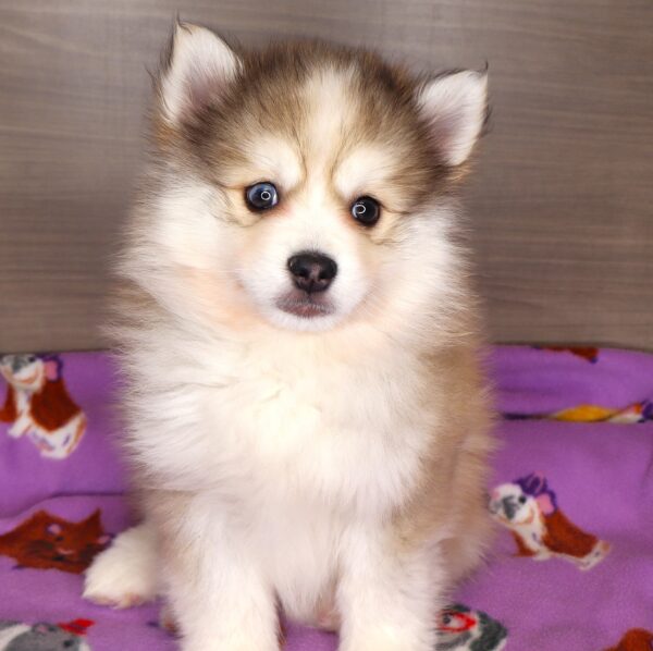 Pomsky Puppy Sable ID:16829 Located at Petland Iowa City, Iowa