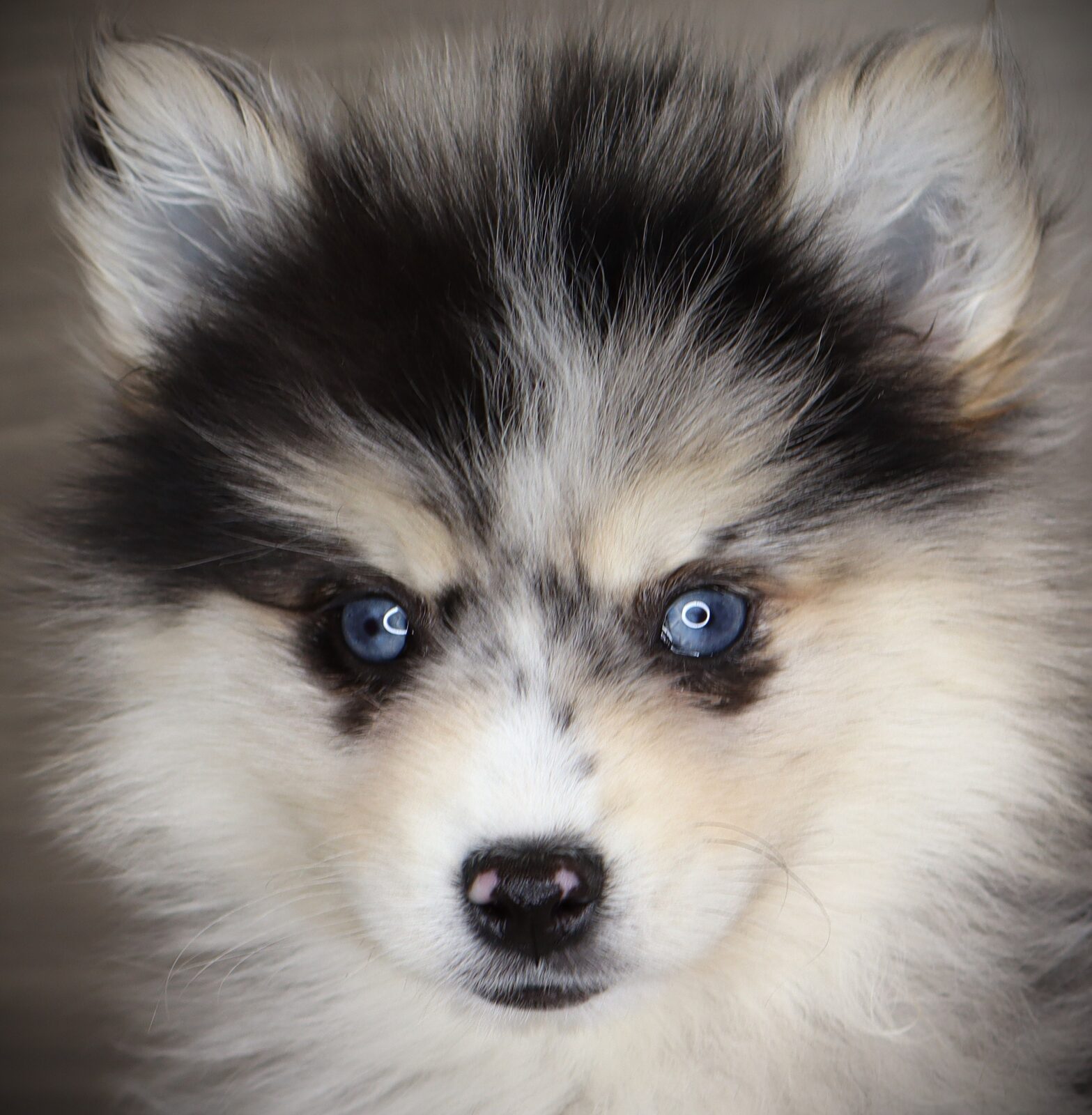 Pomsky Puppy Gray / White ID:16231 Located at Petland Iowa City, Iowa